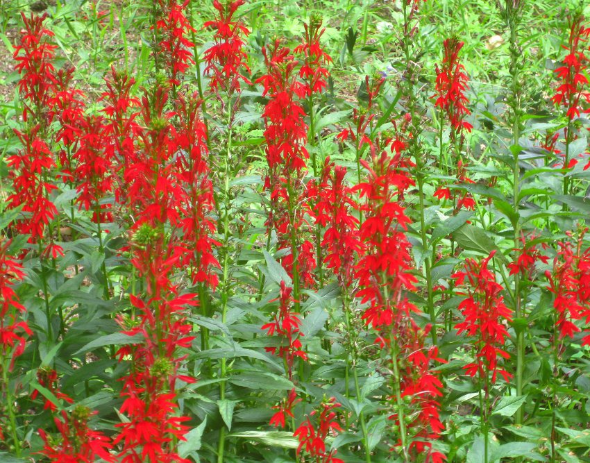 Native Red Cardinal Flower Lobelia cardinalis - 200 Seeds