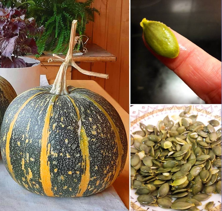 Styrian Heirloom Hulless Oilseed Pumpkin Squash Organic - 20 Seeds