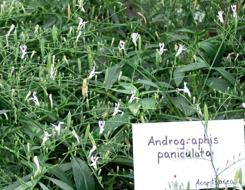 Green Chiretta Herb Organic Kalmegh King of Bitter Andrographis ...