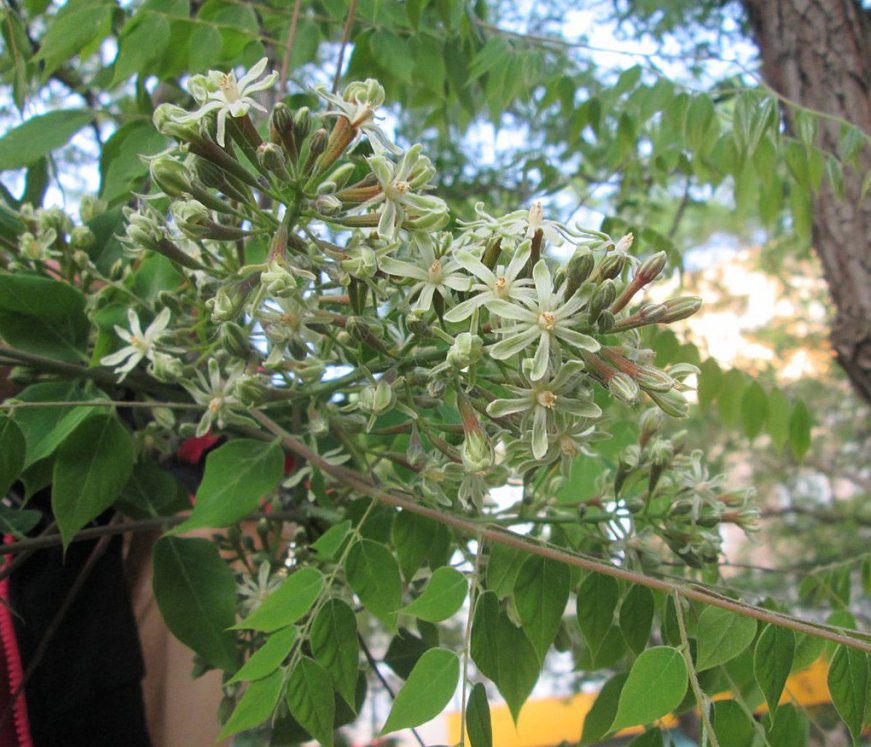 Native Kentucky Coffeetree Gymnocladus dioicus - 8 Seeds