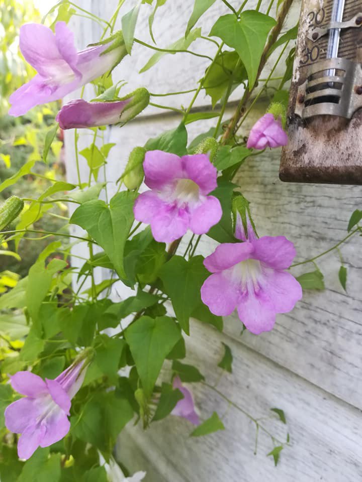 Snapdragon Vine Rose Pink Asarina Maurandya scandens - 10 Seeds