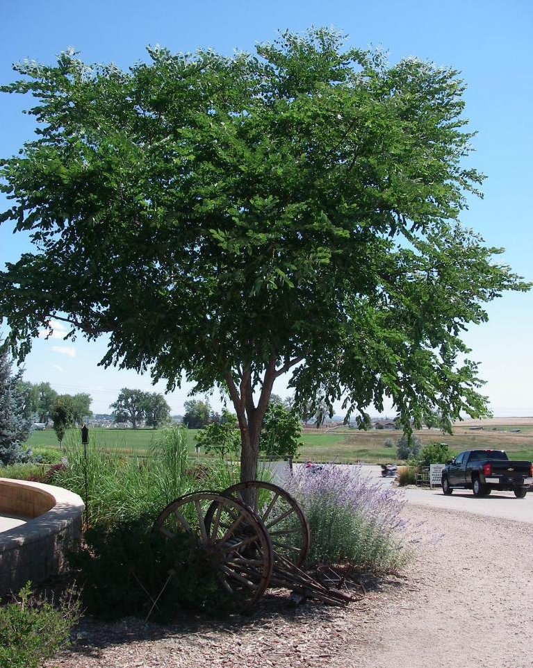 Native Kentucky Coffeetree Gymnocladus dioicus - 8 Seeds