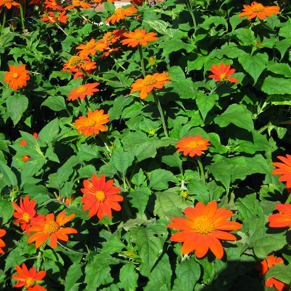 Mexican Sunflower Red Torch Tithonia rotundifolia - 100 seeds