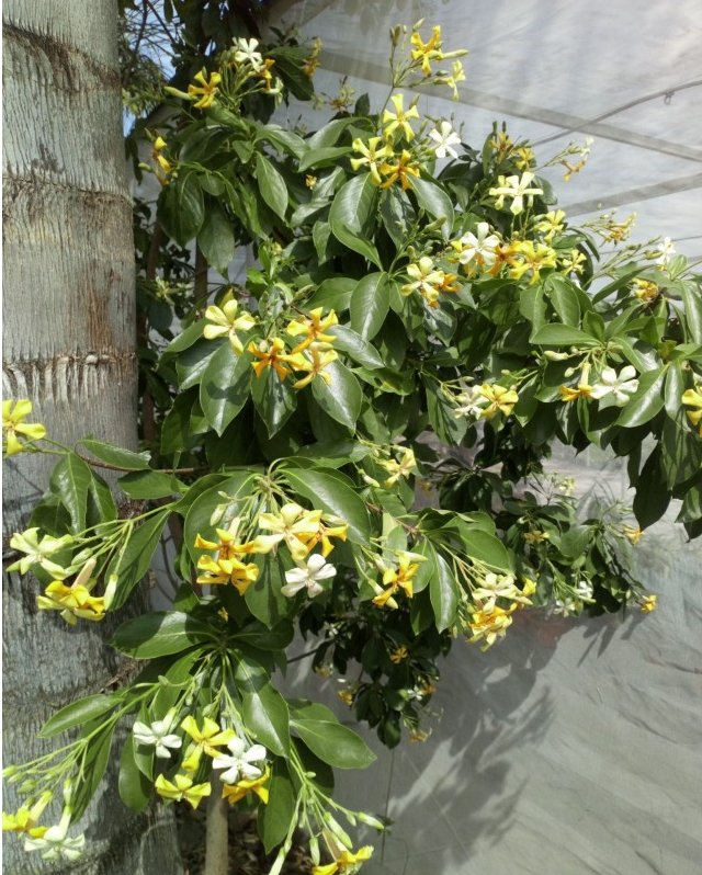 Rare Australian Sweetshade Hymenosporum Flavum - 8 Seeds