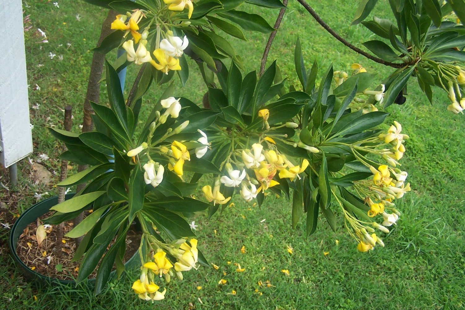 Rare Australian Sweetshade Hymenosporum Flavum - 8 Seeds