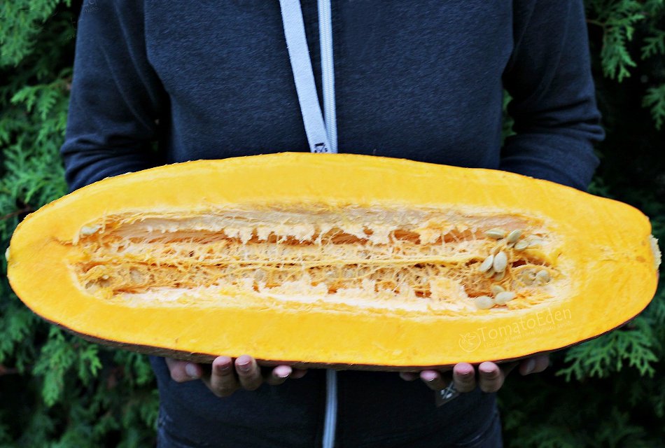 Mammoth Jumbo Heirloom Pink Banana Winter Squash Cucurbita maxima - 15 ...