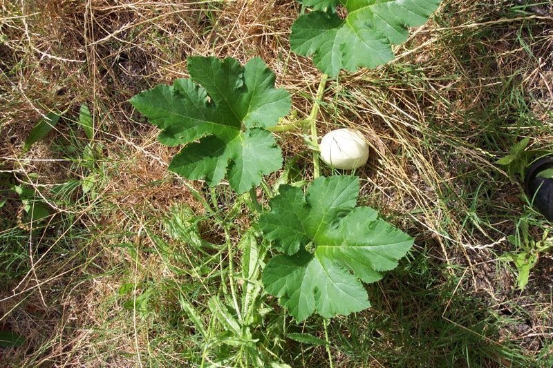 Ornamental Nest Egg Gourd Cucurbita pepo - 10 Seeds