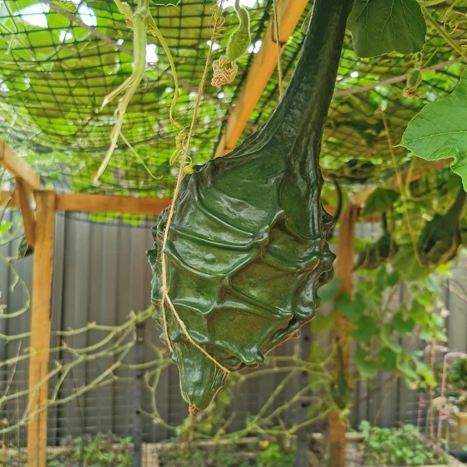 Caveman's Club Maranka Gourd Lagenaria siceraria - 8 Seeds