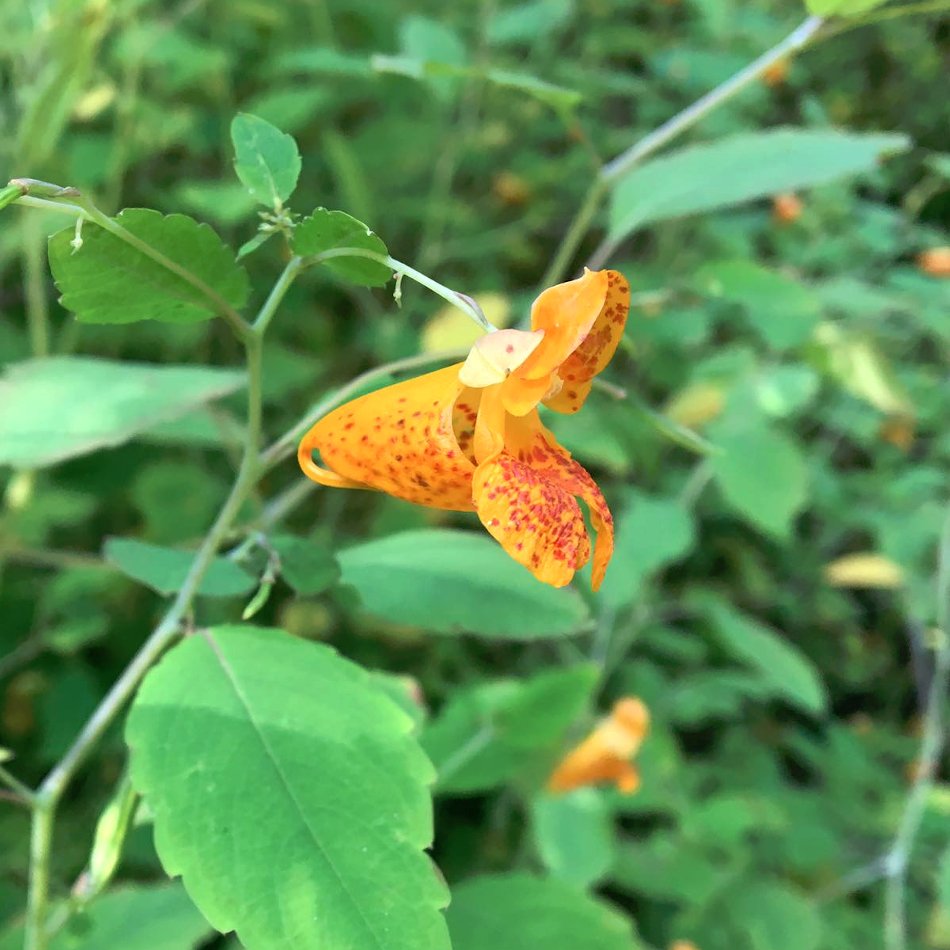 Wild Jewelweed Orange Balsam Impatiens capensis - 20 Seeds
