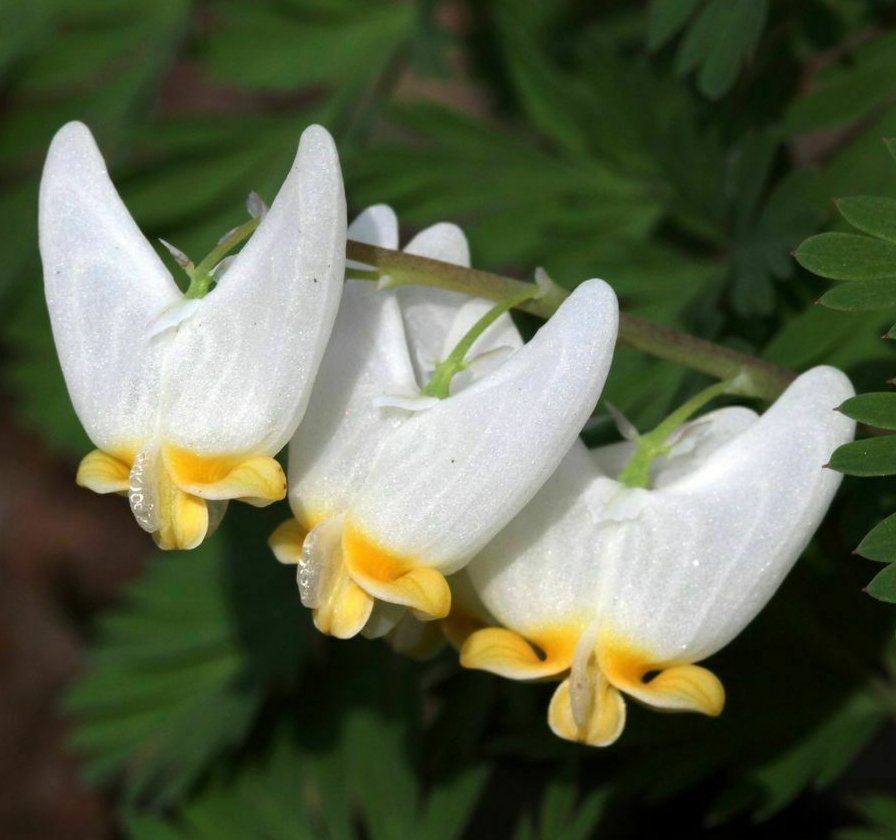 Native White Dutchman's Breeches Dicentra cucullaria - 20 seeds