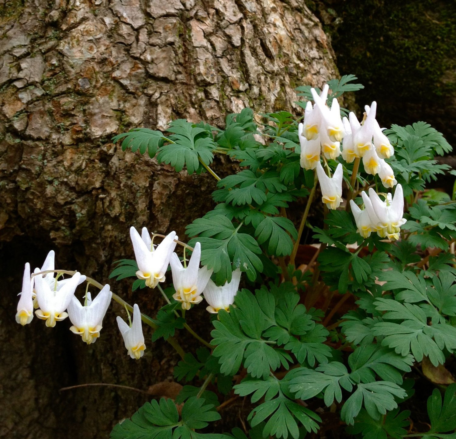 Native White Dutchman's Breeches Dicentra cucullaria - 20 seeds
