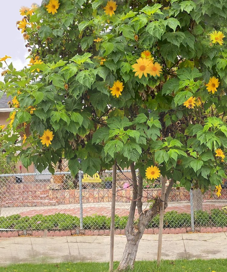 Cuttings! Magnificent Bolivian Tree Sunflower Tithonia Diversifolia - 5 ...