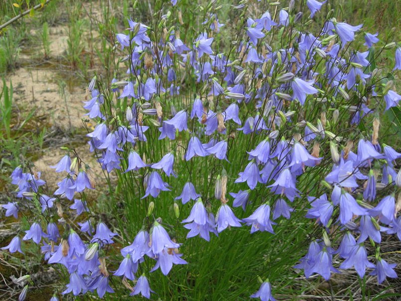 Harebell Scottish Wild Bluebell Campanula rotundifolia - 50 Seeds