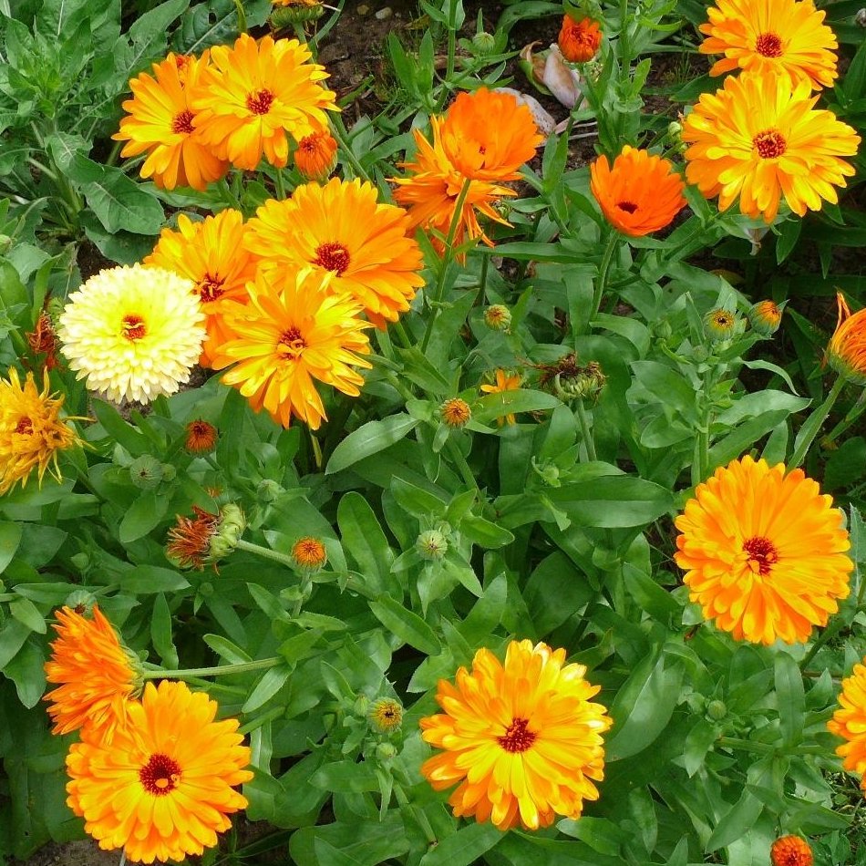 Organic Calendula Flowers Mix Calendula officinalis - 100 Seeds
