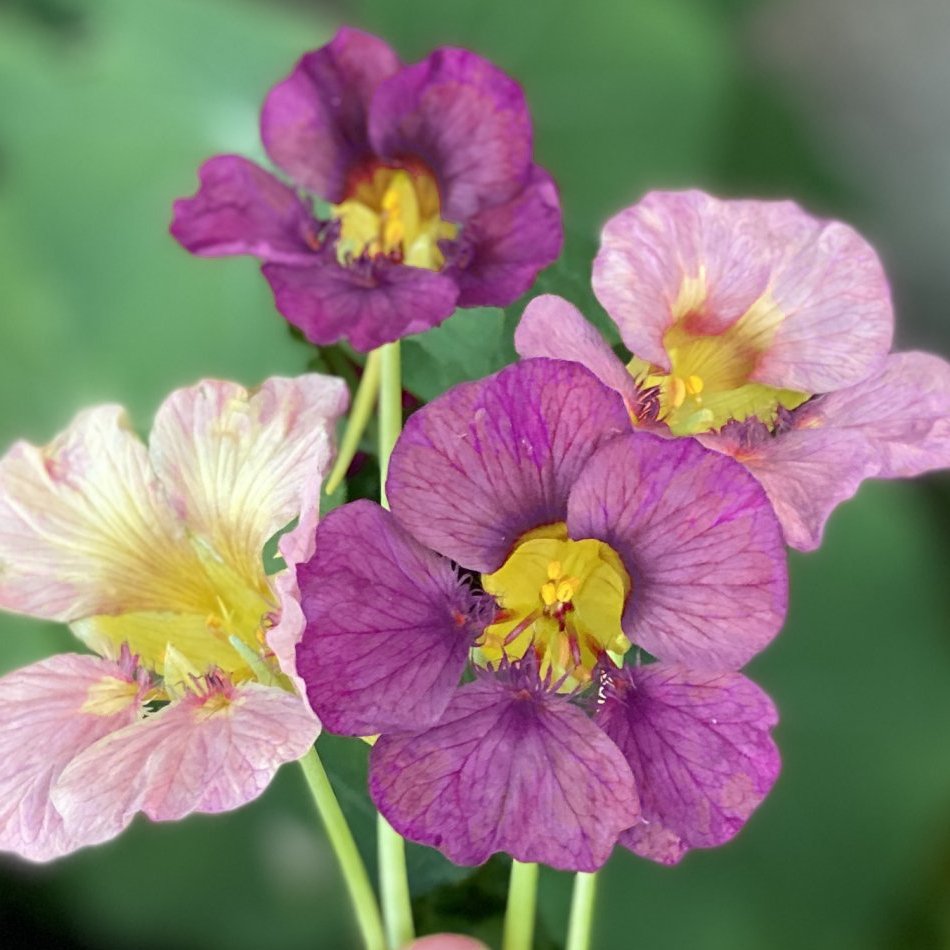 Purple Emperor Nasturtium Organic Tropaeolum Majus - 25 Seeds
