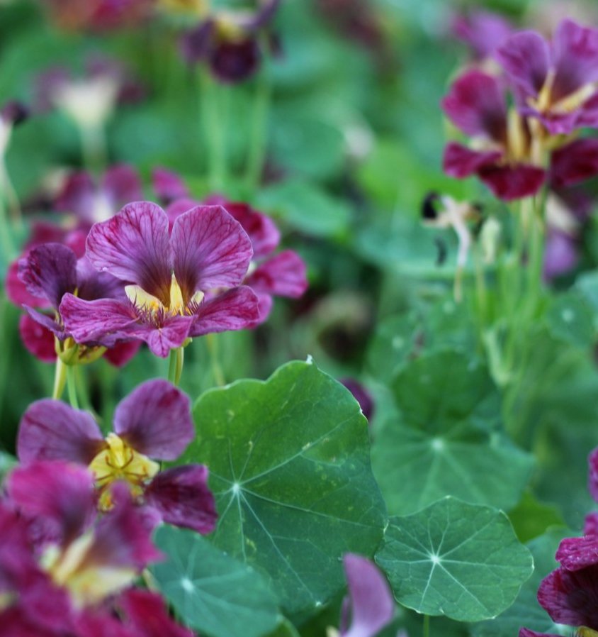Edible Flower Nasturtium Purple Emperor Tropaeolum Majus - 25 Seeds