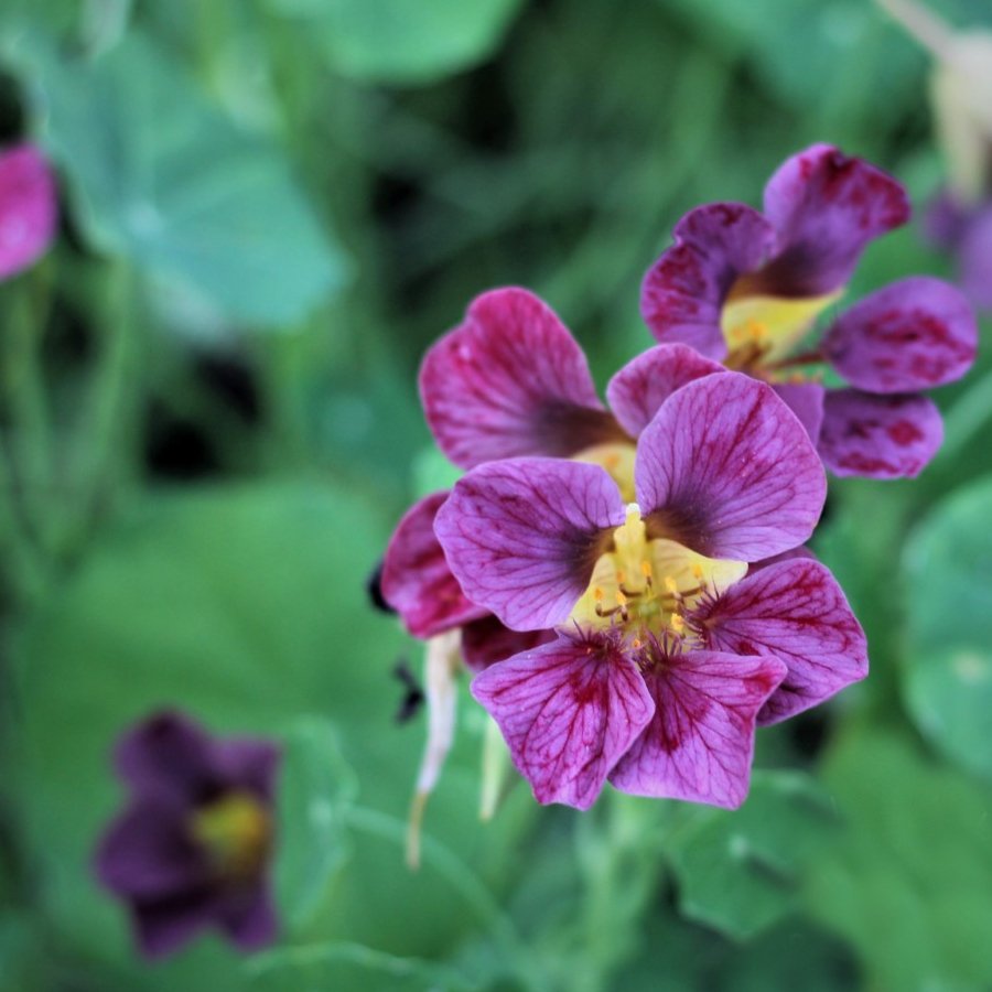 Edible Flower Nasturtium Purple Emperor Tropaeolum Majus - 25 Seeds