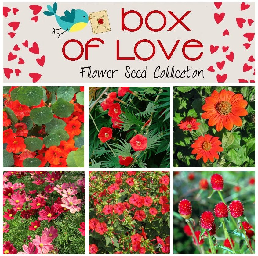 Box of Love Red Flower Seed Collection - 6 Varieties