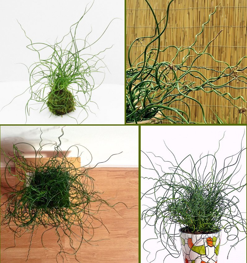 Corkscrew Rush Curly Wurly Grass Juncus effusus spiralis - 25 Seeds