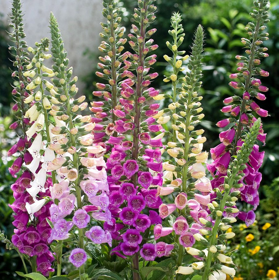 Fairy Thimbles Hardy Foxglove Mix Digitalis purpurea - 250 Seeds