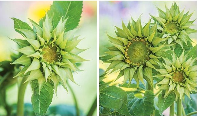 Unusual Sunflower SunFill Green Helianthus Annuus - 20 Seeds