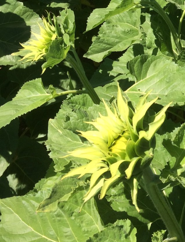Unusual Sunflower SunFill Green Helianthus Annuus - 20 Seeds