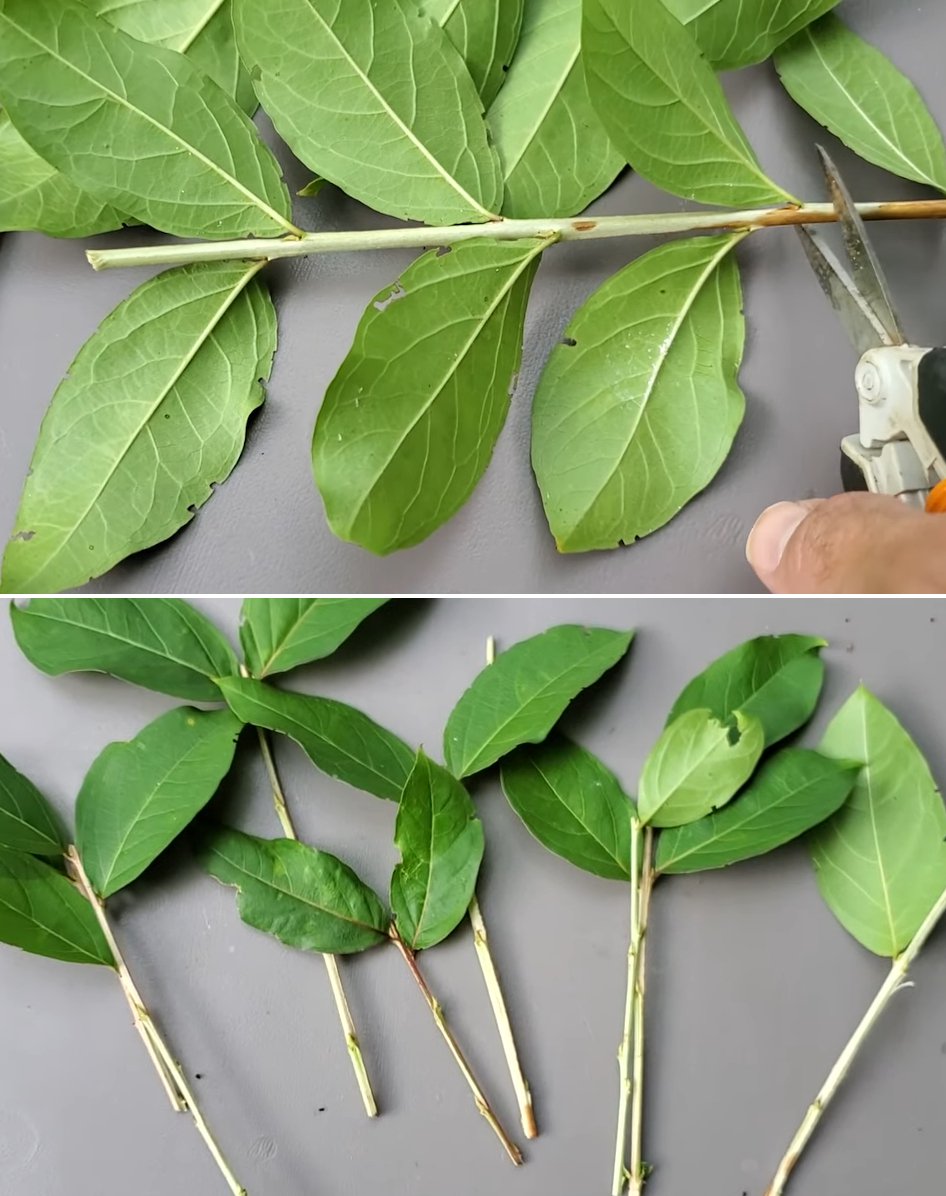 Cuttings! Peppermint Lace Pink & White Crape Myrtle Lagerstroemia ...