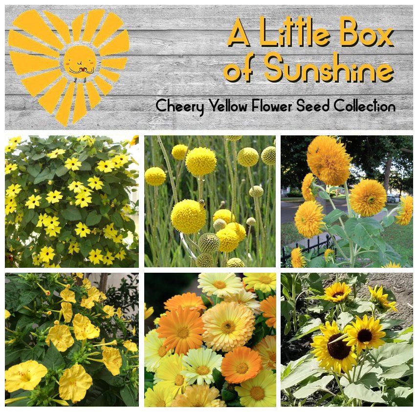 Cheery Little Box of Sunshine Yellow Flower Seed Collection - 6 Varieties