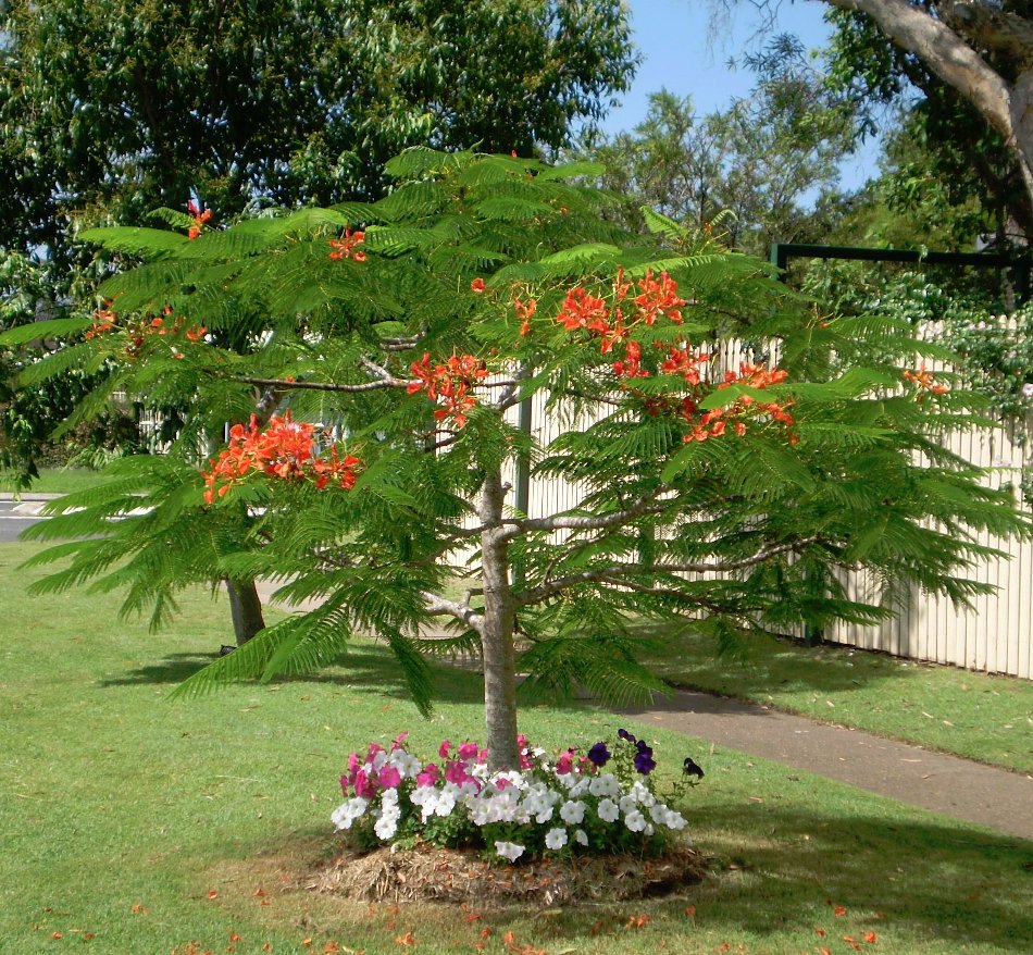 Royal Poinciana Flamboyant Red Flame Tree Delonix regia - 8 Seeds