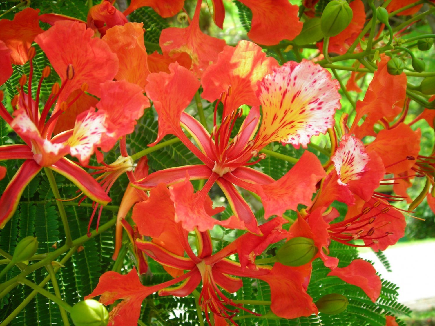 Royal Poinciana Flamboyant Red Flame Tree Delonix regia - 8 Seeds
