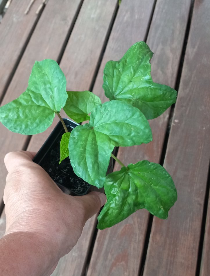 Moonflower Moon Vine Night-blooming Fragrant Ipomoea alba - 1 Live ...