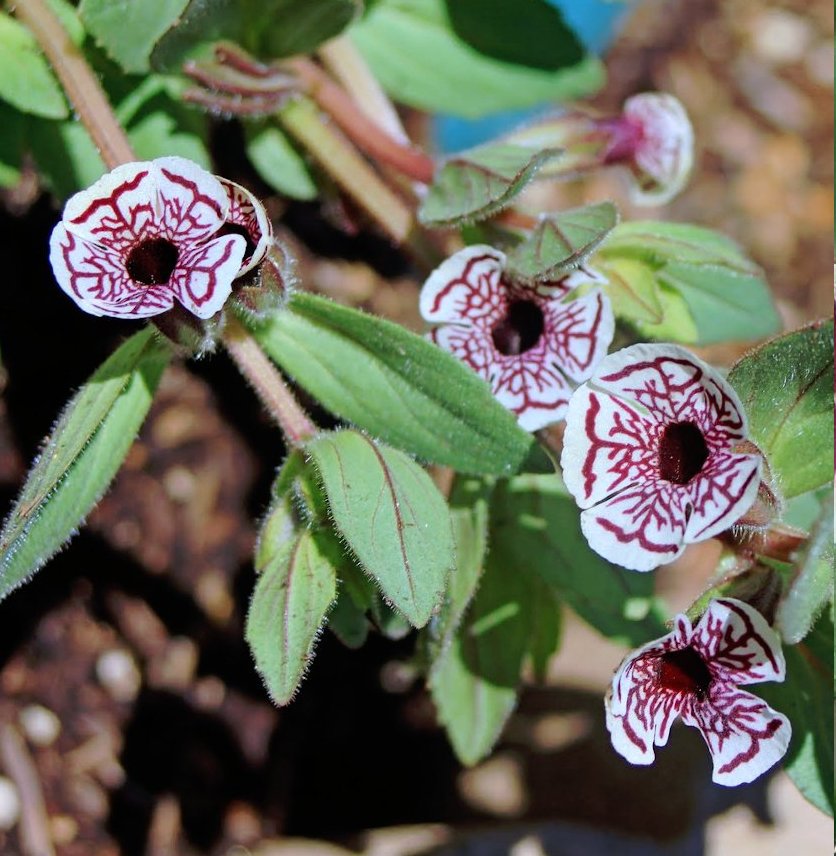 Rare Calico Painted Monkeyflower Diplacus Mimulus pictus - 25 Seeds