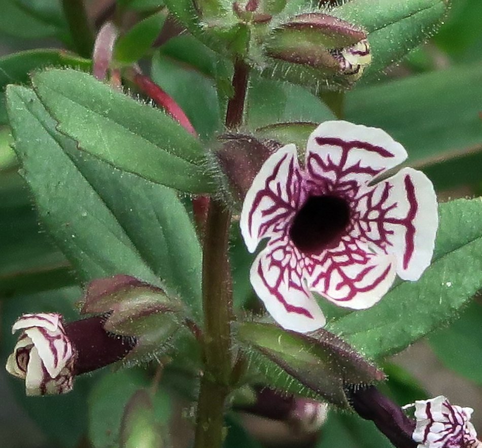 Rare Calico Painted Monkeyflower Diplacus Mimulus pictus - 25 Seeds