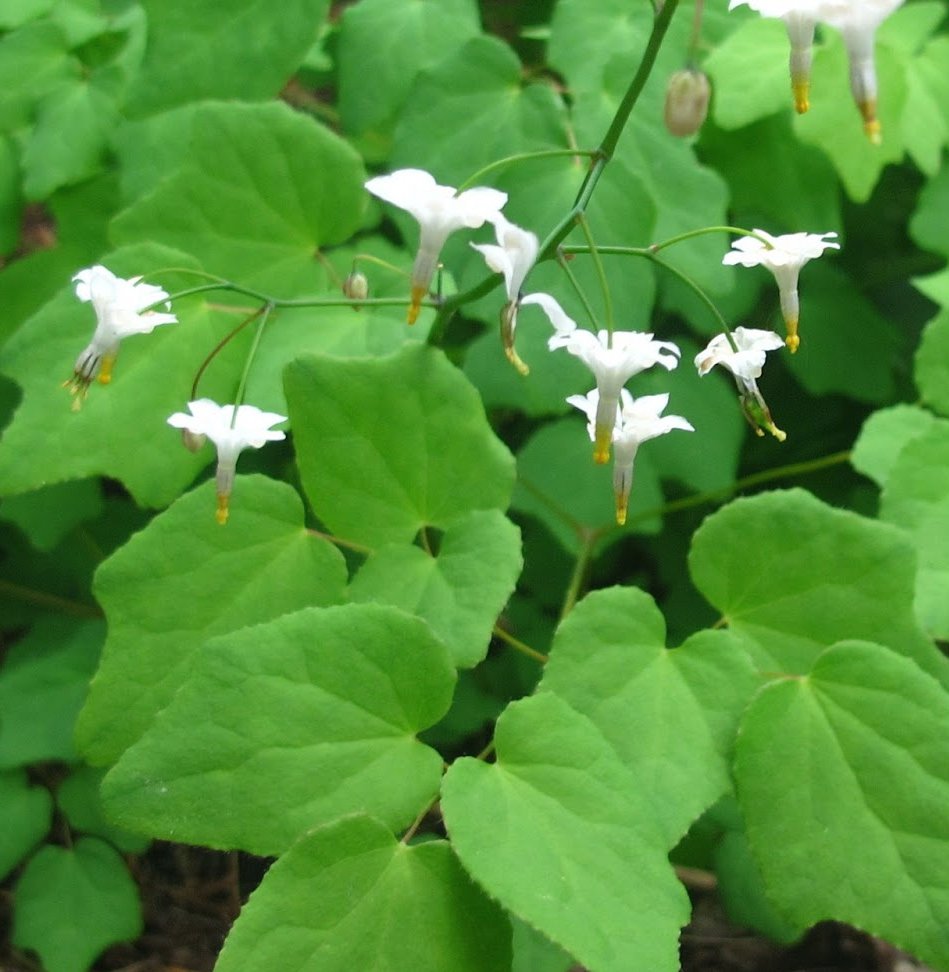 Rare Native White Northern Inside-Out Flower Vancouveria hexandra - 25 ...