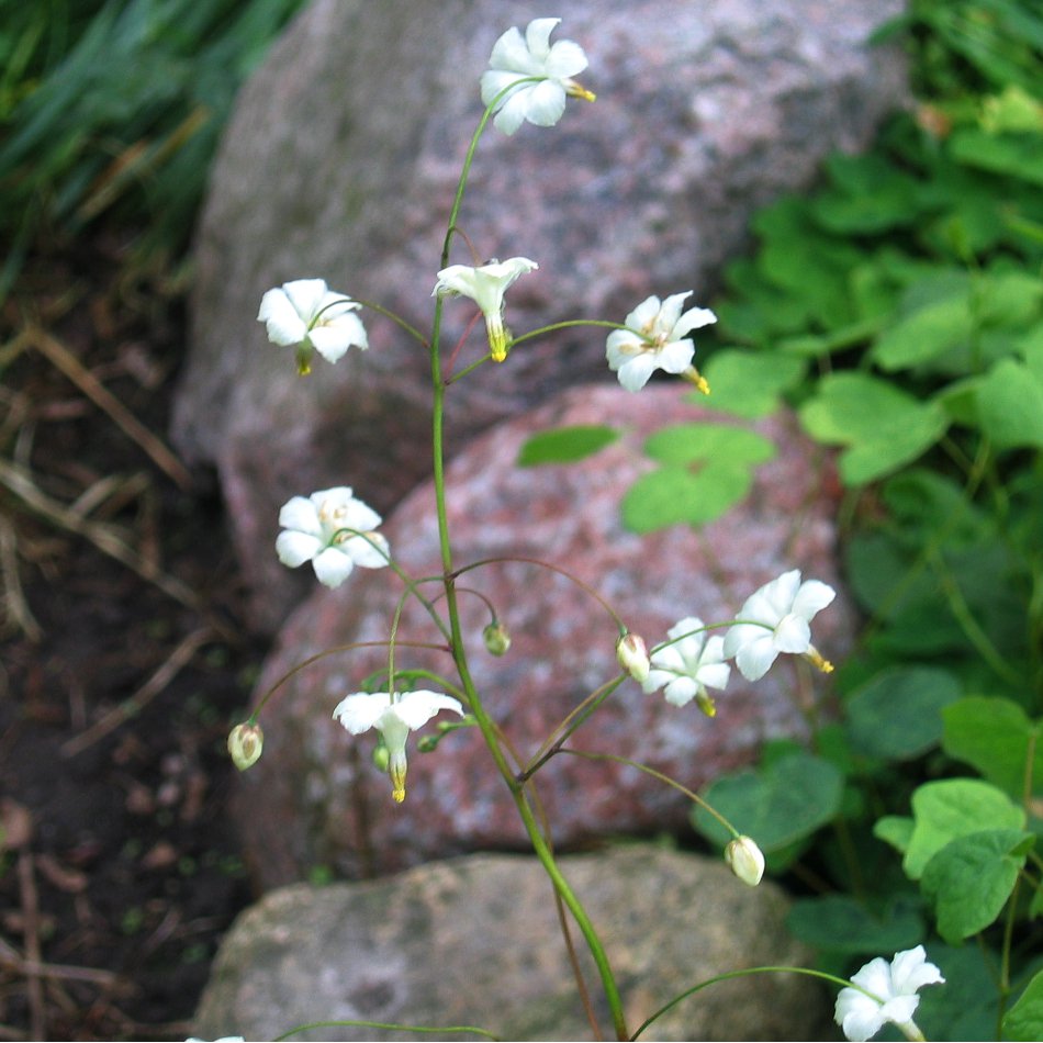 Rare Native White Northern Inside-Out Flower Vancouveria hexandra - 25 ...