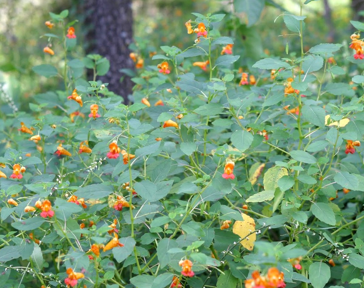 Wild Orange Spotted Jewelweed Balsam Impatiens capensis - 20 Seeds