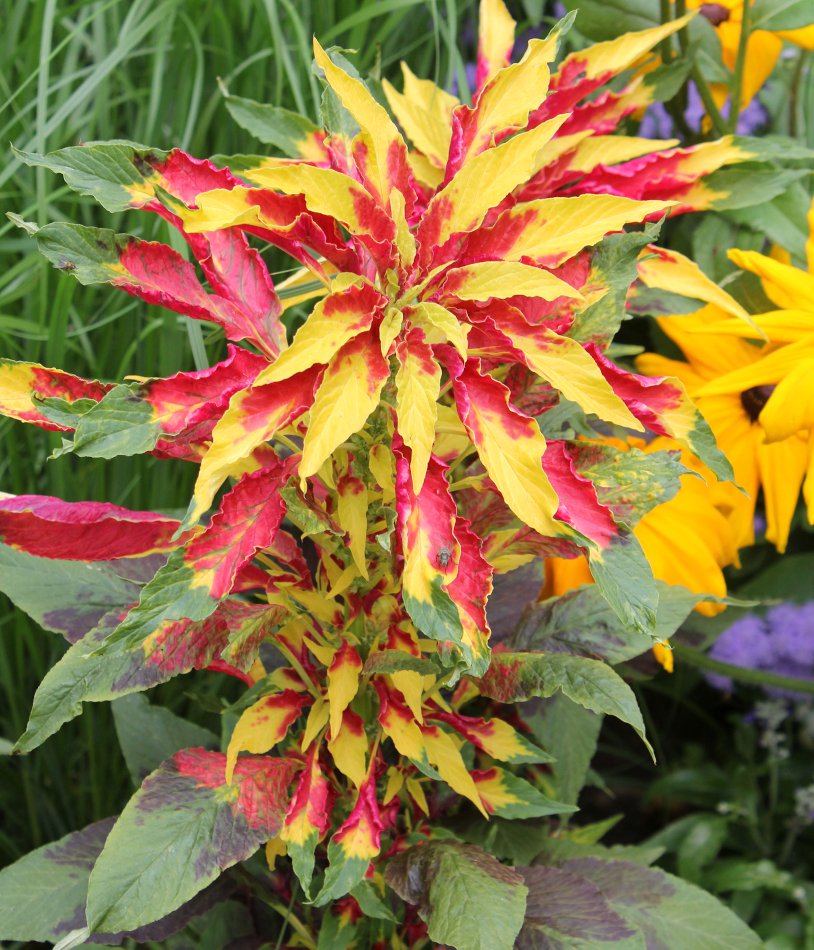 Variegated Fire Amaranth Joseph's Coat Red Yellow Amaranthus tricolor ...