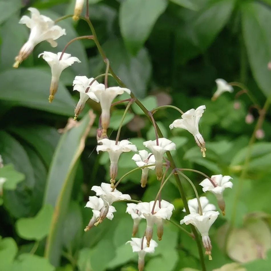 Wild Native White Northern Inside-Out Flower Vancouveria hexandra - 25 ...