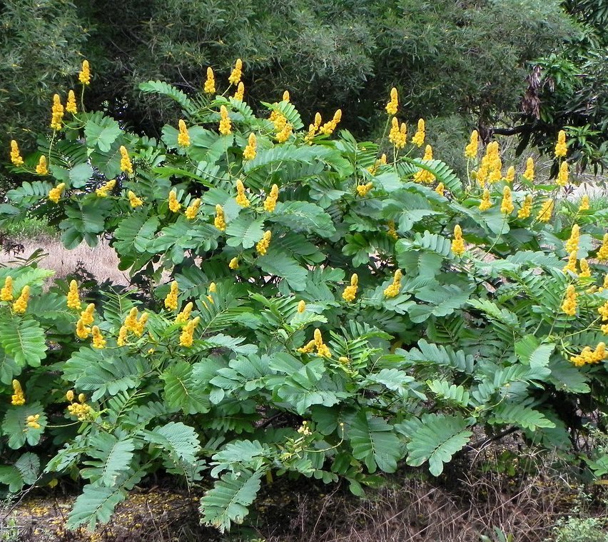 Candelabra Candlestick Bush Ringworm Herb Cassia Senna Alata - 12 Seeds