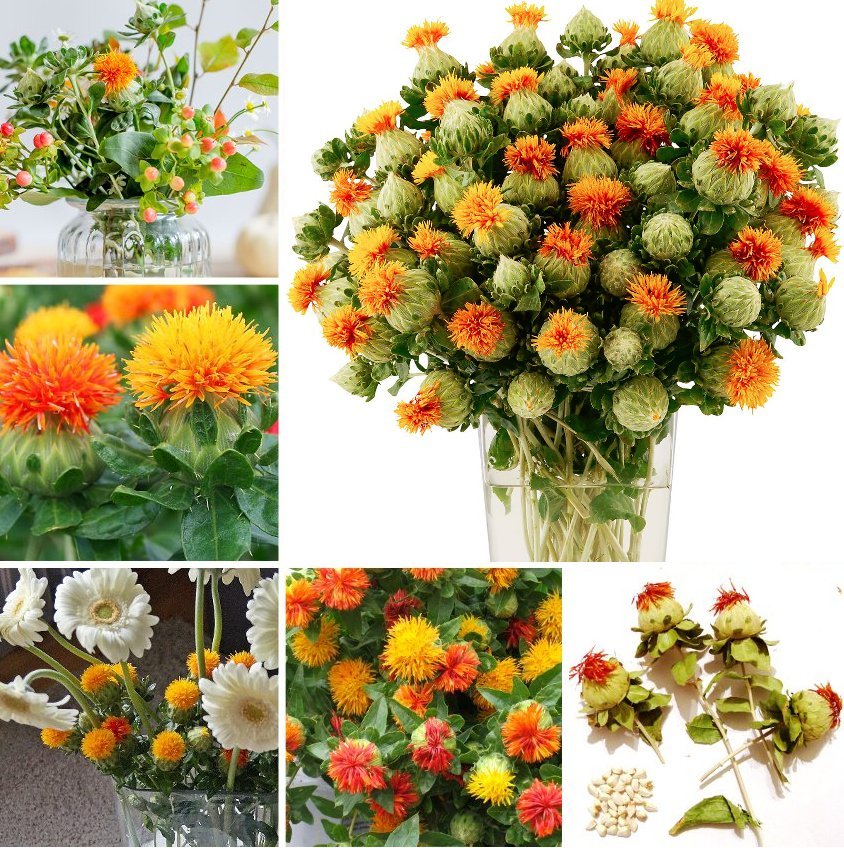 Organic Orange Heirloom Safflower Carthamus Tinctorius - 200 Seeds