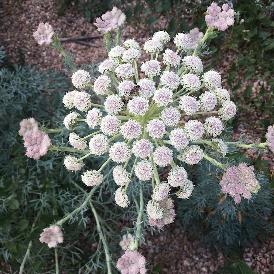 Hardy Moon Carrot Unusual Seseli gummiferum - 20 Seeds