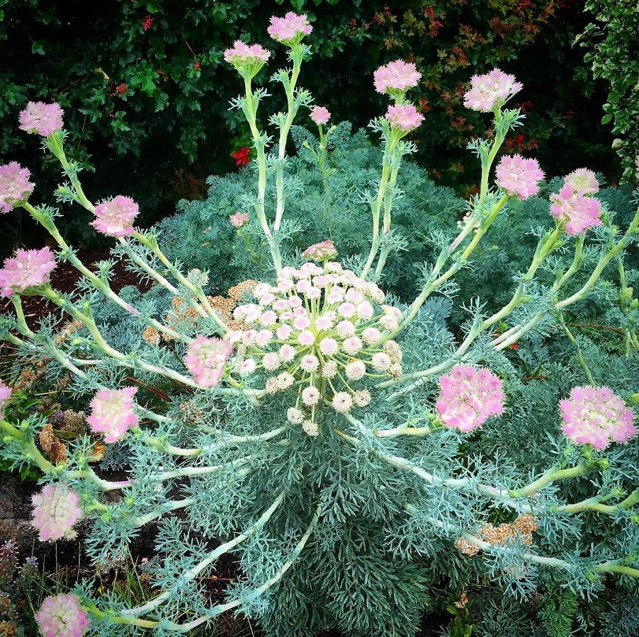 Hardy Moon Carrot Unusual Seseli gummiferum - 20 Seeds