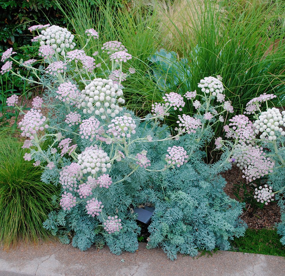 Hardy Moon Carrot Unusual Seseli gummiferum - 20 Seeds