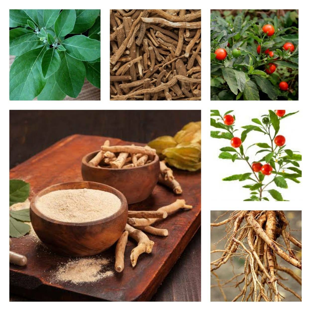 Organic Ashwagandha Herb Withania somnifera - 30 Seeds