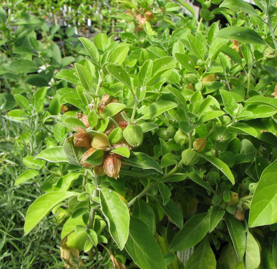 Medicinal Herb Organic Ashwagandha Withania somnifera - 50 Seeds