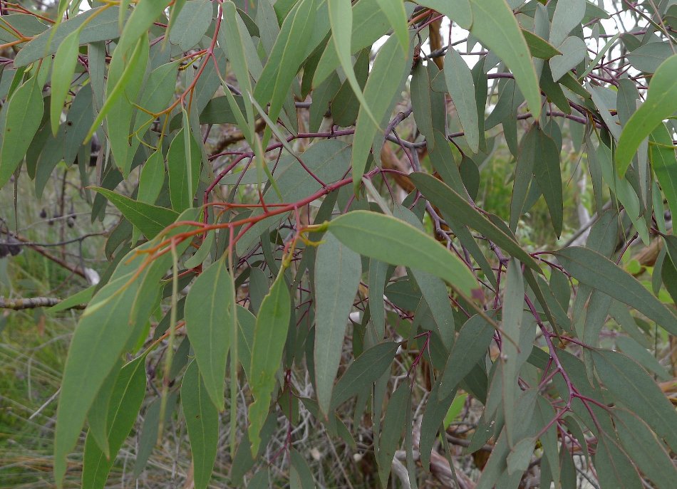Rare Silver Princess Gungurru Flowering Eucalyptus caesia - 30 seeds