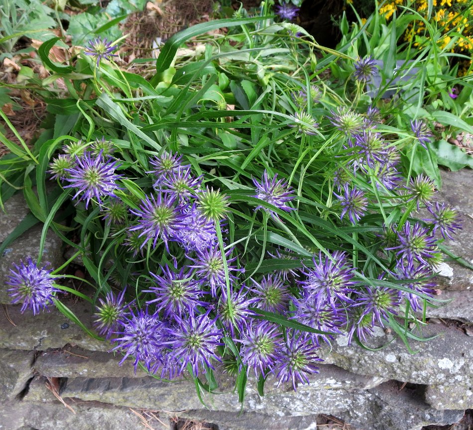 Rare Unusual Oxford Rampion Phyteuma scheuchzeri - 30 Seeds