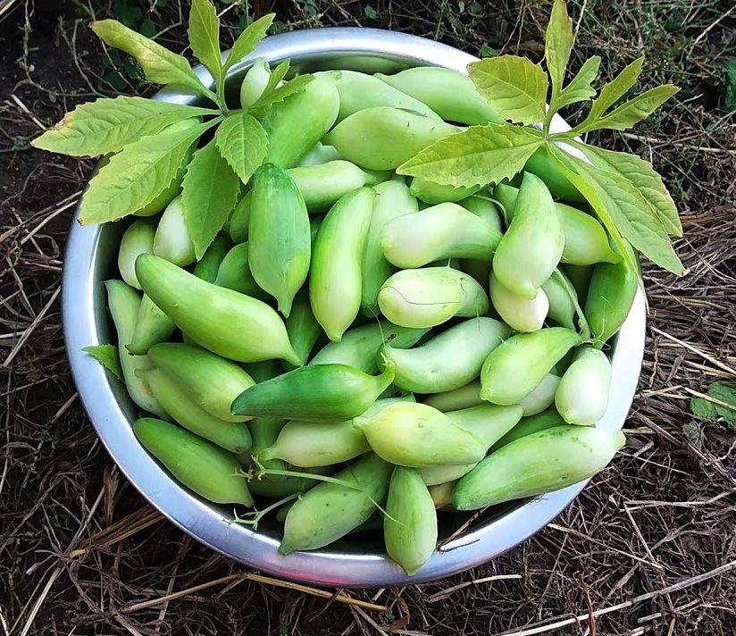Peruvian Slipper Gourd Achocha Caigua Cyclanthera pedata - 10 Seeds