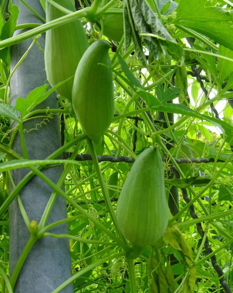 Peruvian Slipper Gourd Achocha Caigua Cyclanthera pedata - 10 Seeds