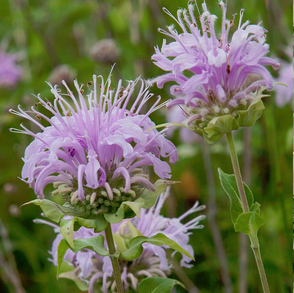 Organic Bee Balm Wild Bergamot Herb Monarda fistulosa - 150 Seeds